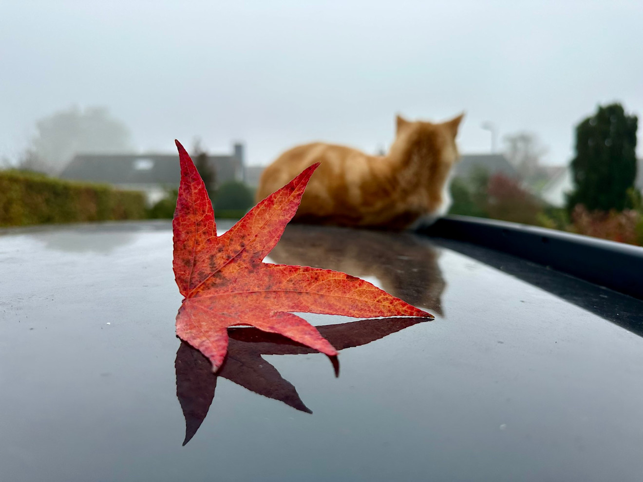Rustige herfstweer houdt nog lange tijd aan | Weerverteller