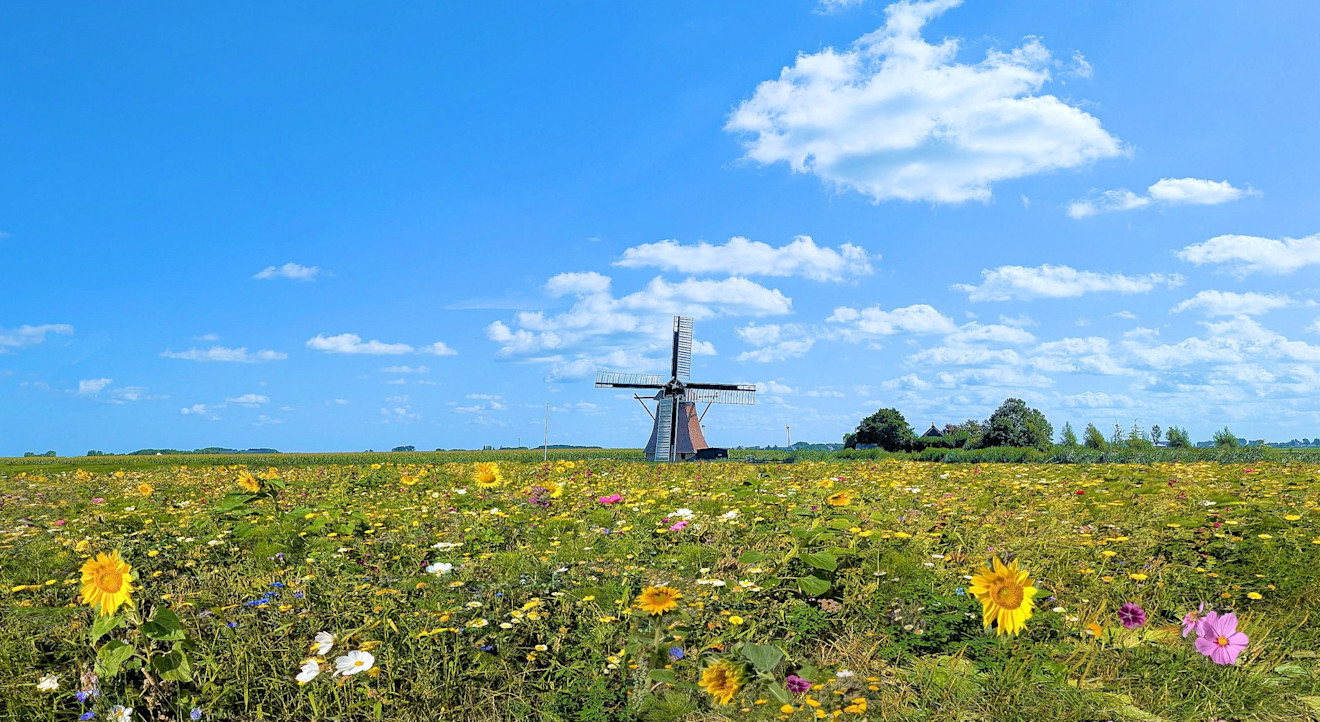 Weerbericht Nederland | Weerverteller