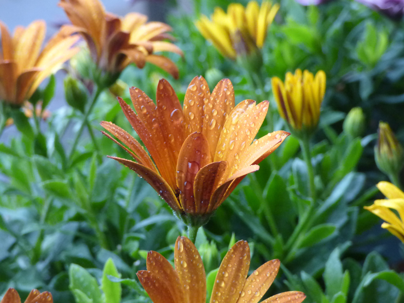 Natuur netjes klaargestoomd voor komende hitte | Weerverteller